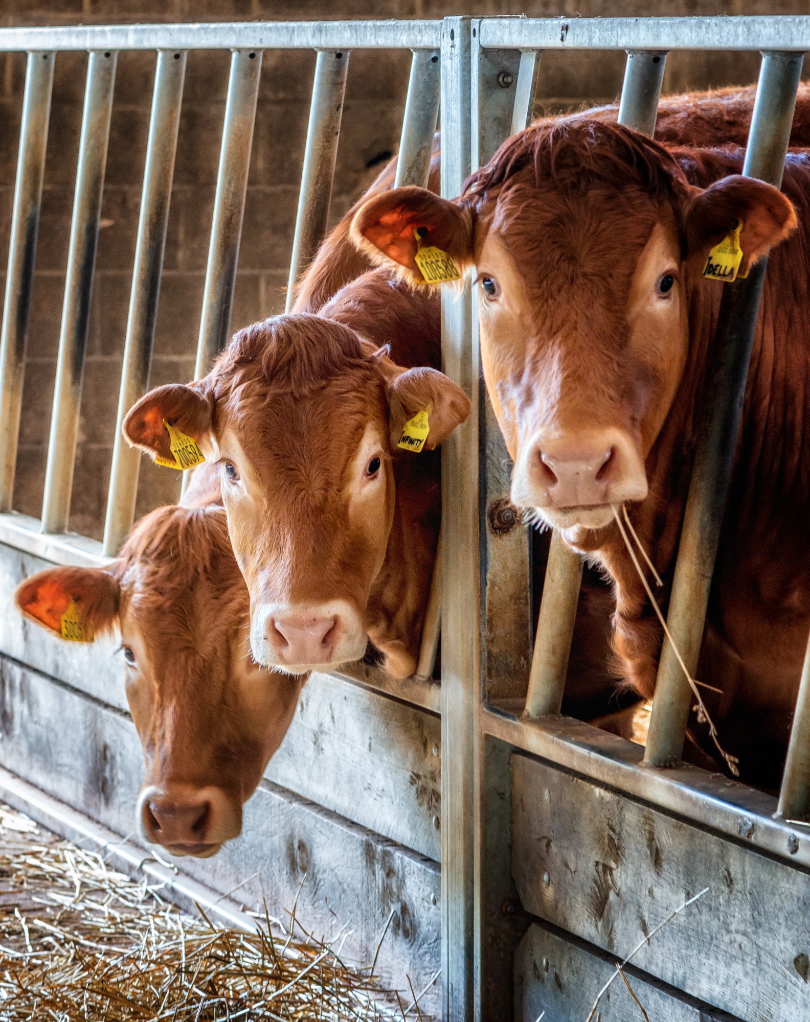 Titan 12% Beef Nuts - BATA Ltd