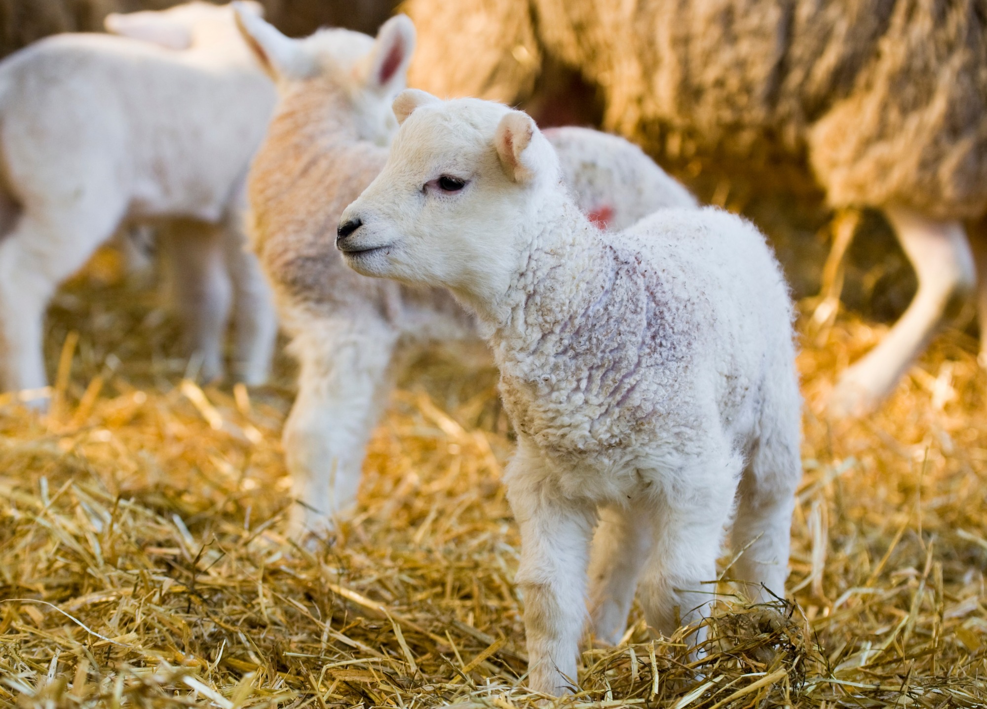 Lamb Weaning Pellets - BATA Ltd