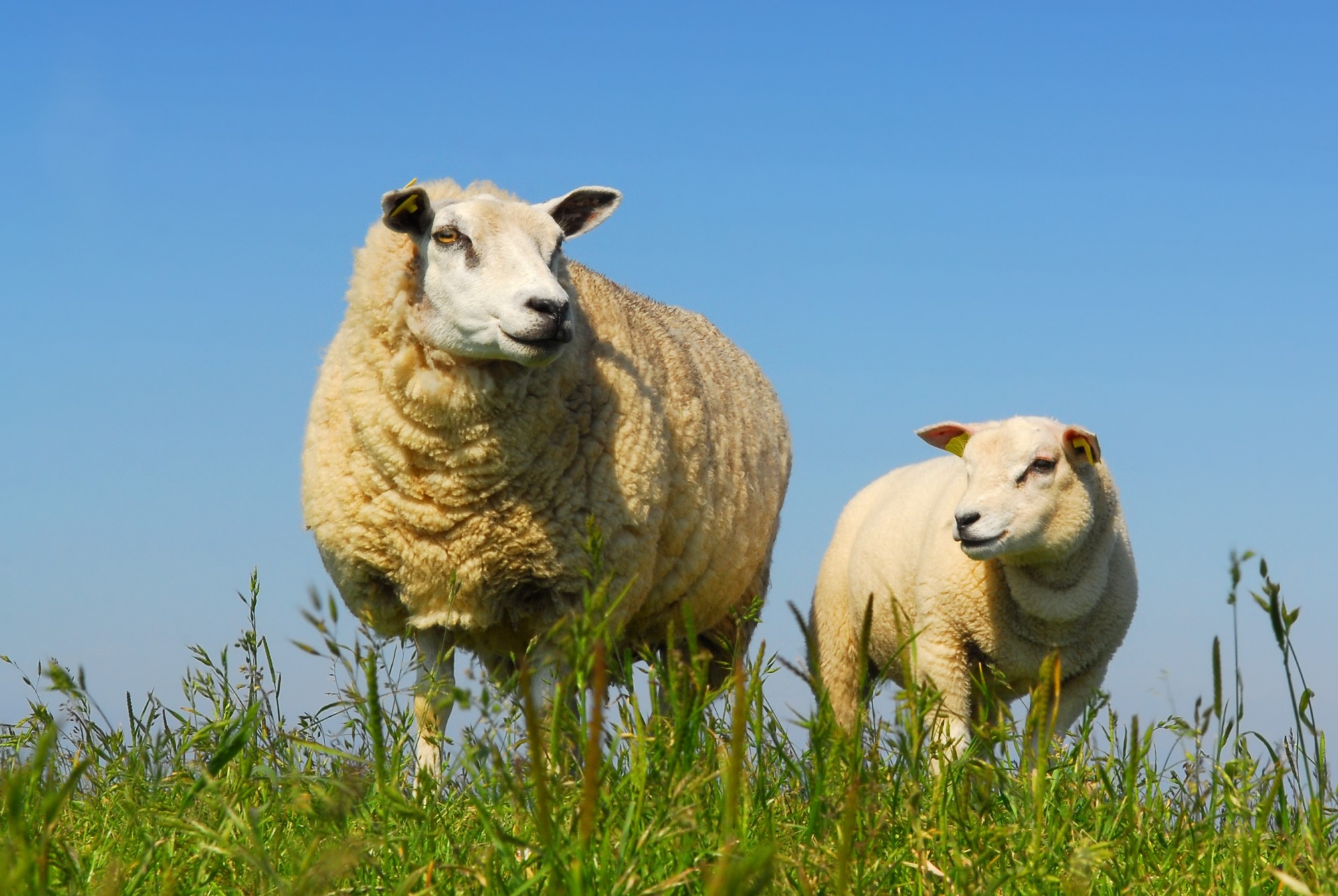 Supreme Ewe Nuts & Rolls - BATA Ltd