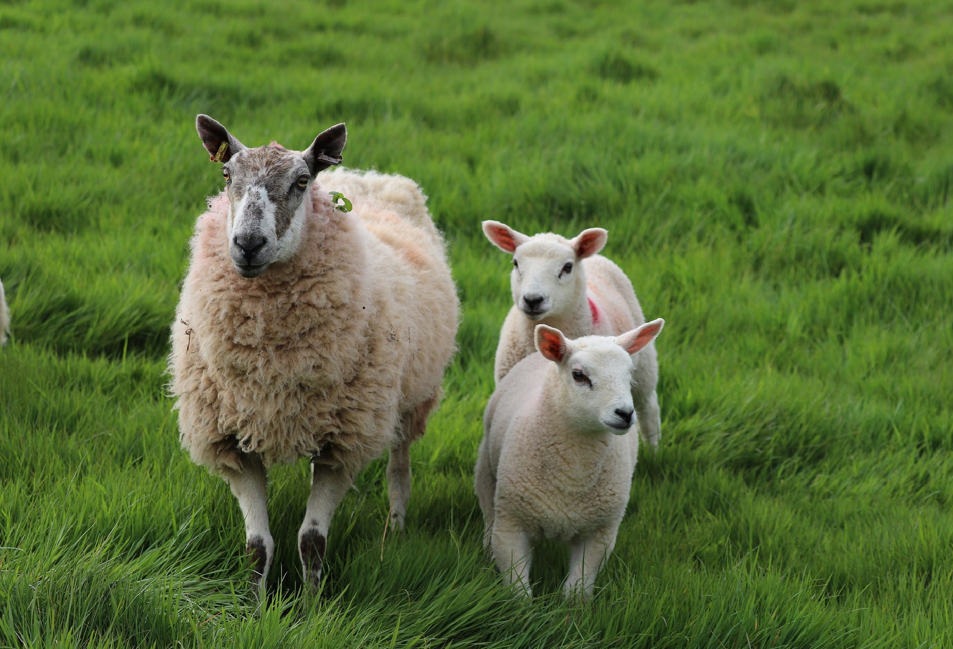 Lamb Concentrate Pellets - BATA Ltd