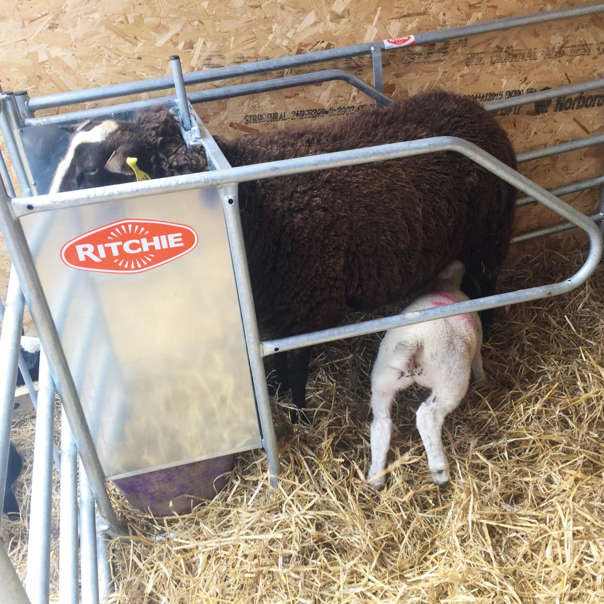 Ritchie Lamb Adopter - BATA Ltd
