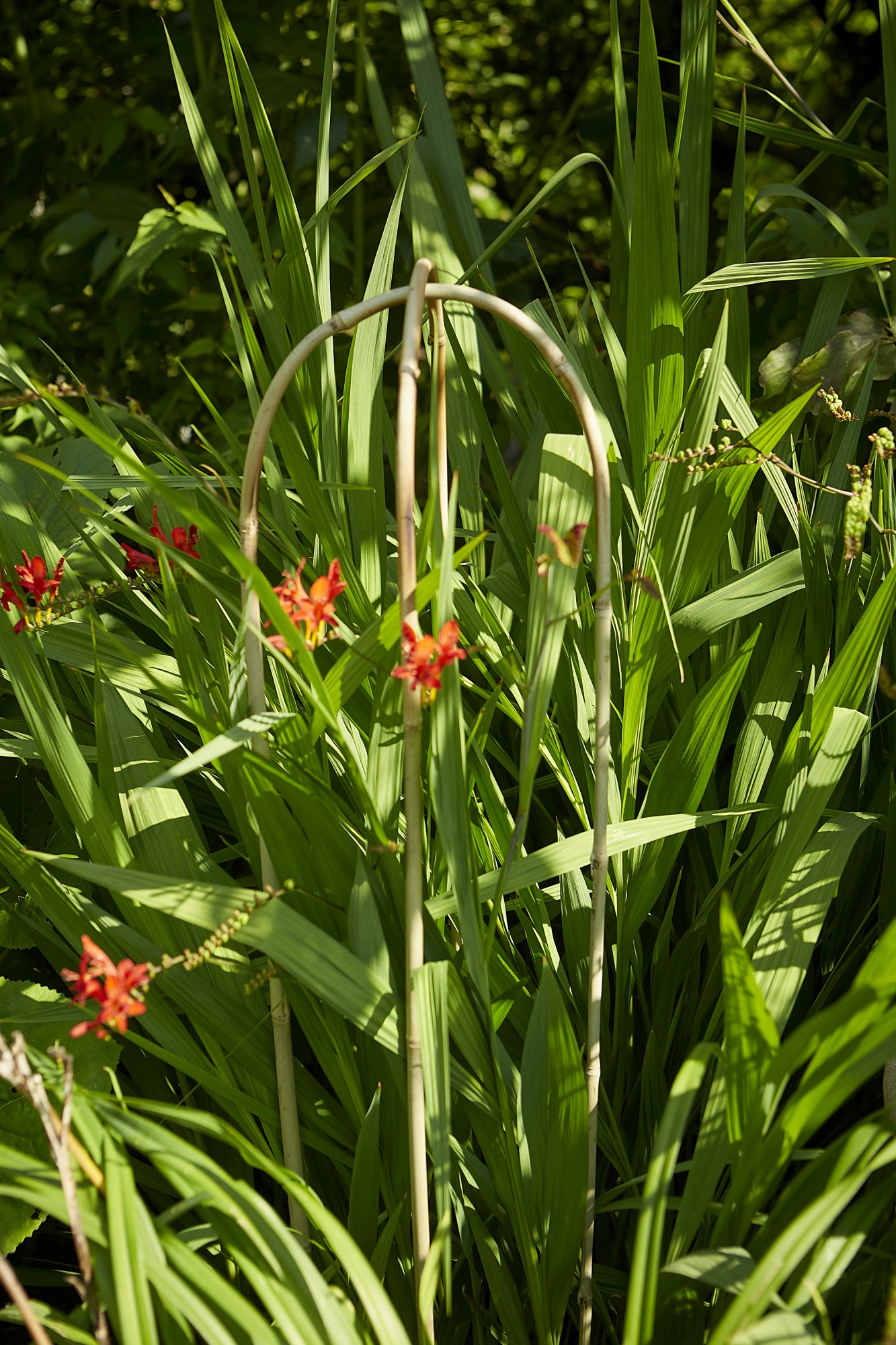 Tom Chambers Bamboo Hoops - 90cm - BATA Ltd