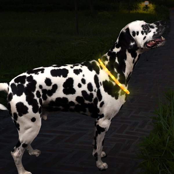 Zoon Flash & Go See-Dog Ring M/L - BATA Ltd