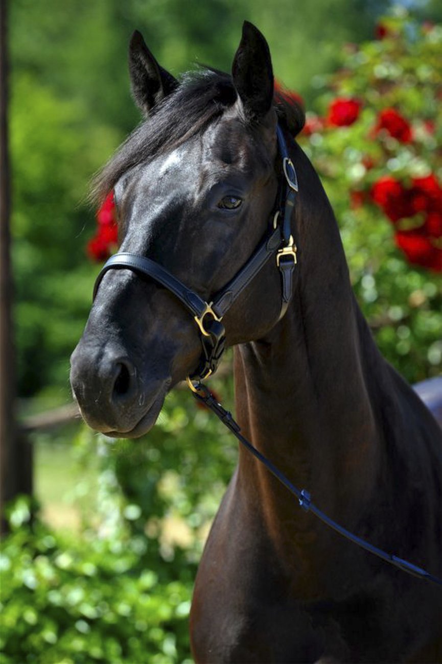 Stubben Stable Halter - BATA Ltd