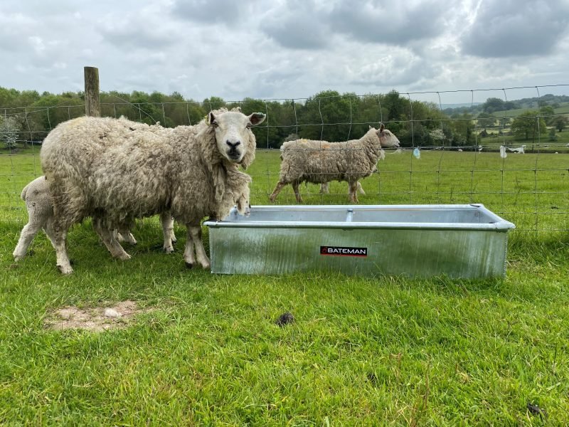 Bateman Sheep Water Trough - BATA Ltd